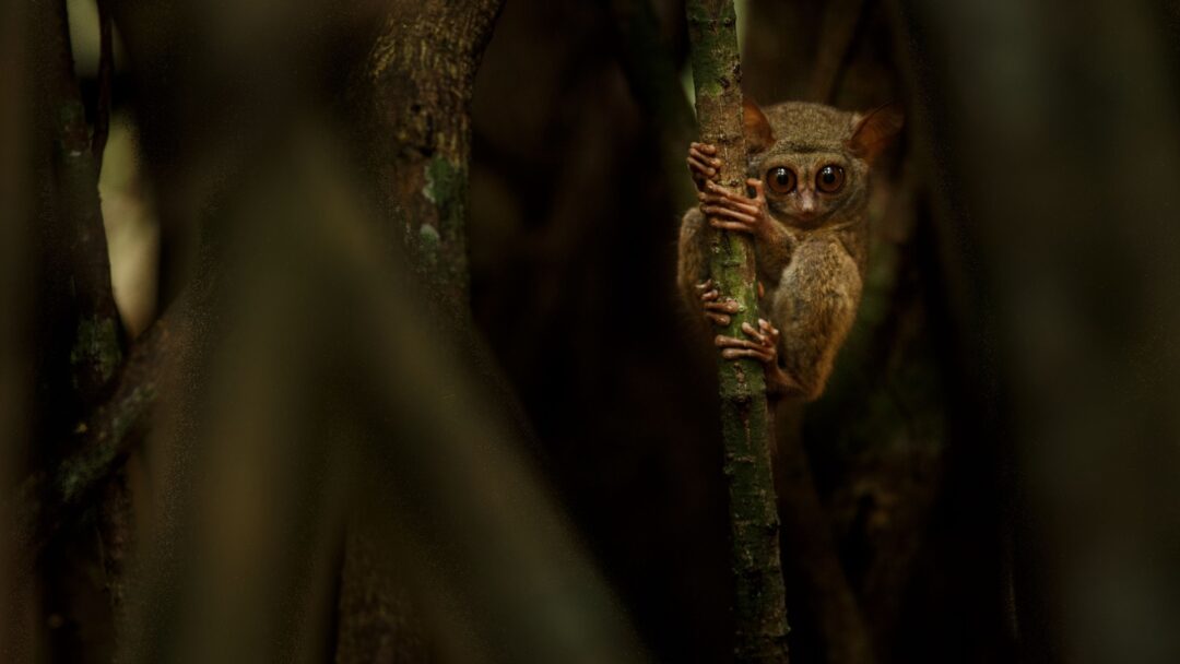 12 Terrific Facts About Tarsiers