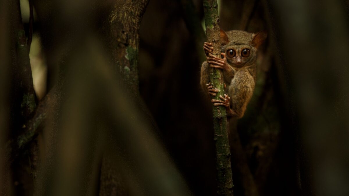 12 Terrific Facts About Tarsiers