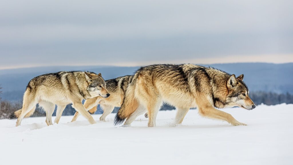 13 Amazing Wolf Adaptations For Survival