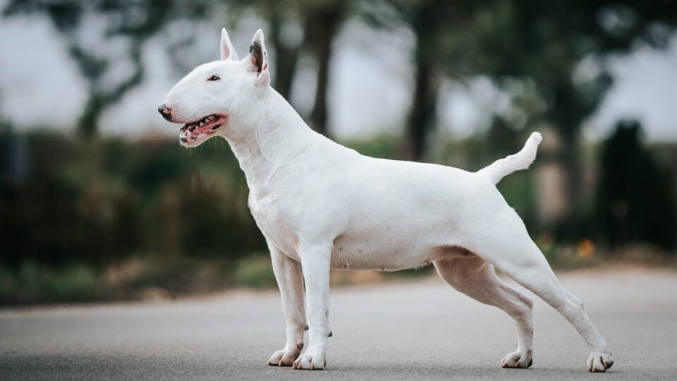 13 Appealing Bull Terrier Facts