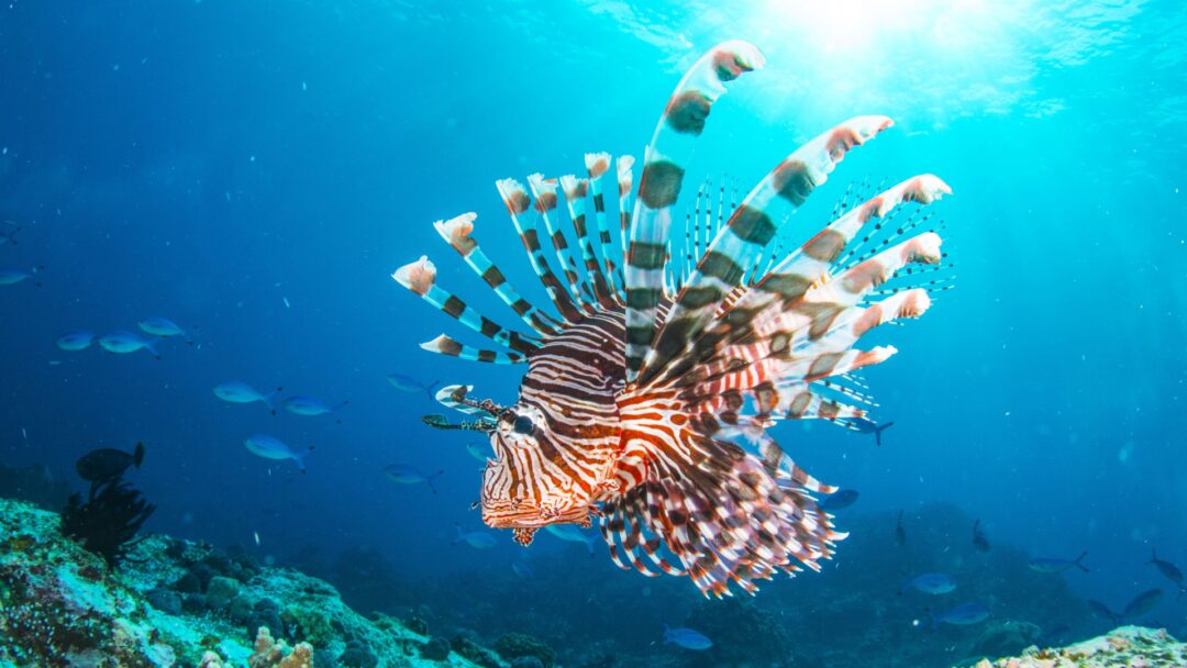 13 Beautiful Fish With The Most Unusual Fins