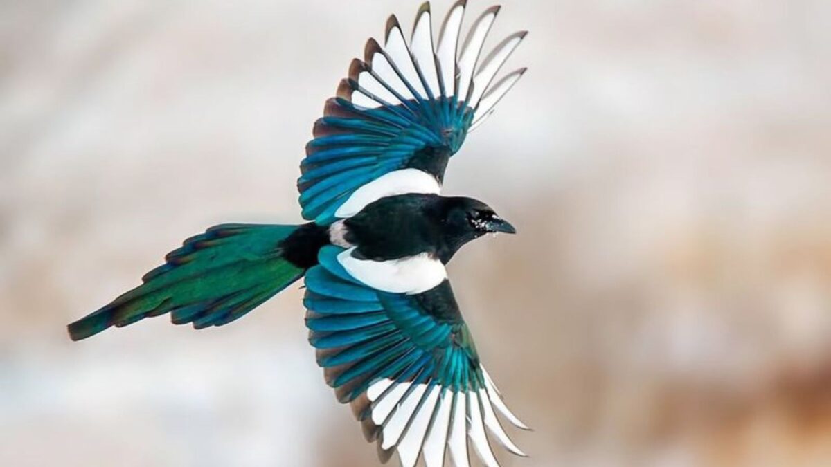 13 Birds That All Lay Blue Eggs