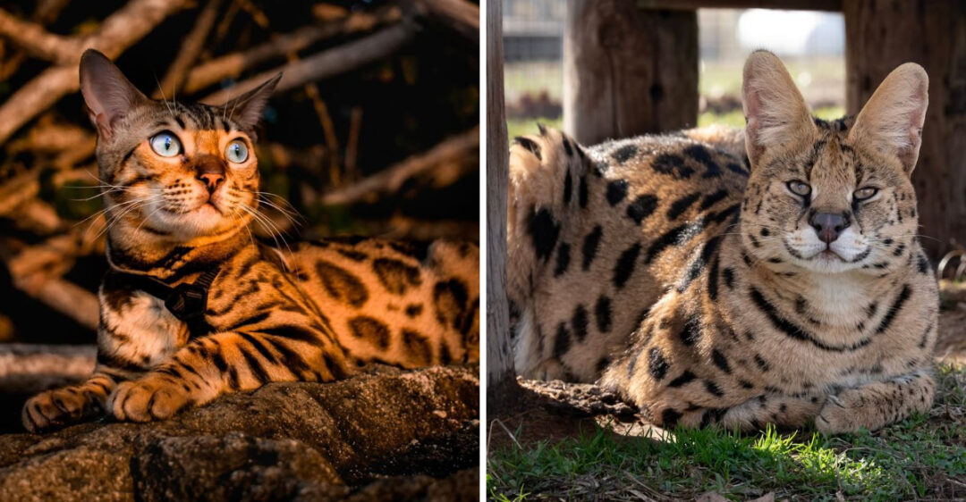 13 Cat Breeds That Are Too Wild For The Average Home