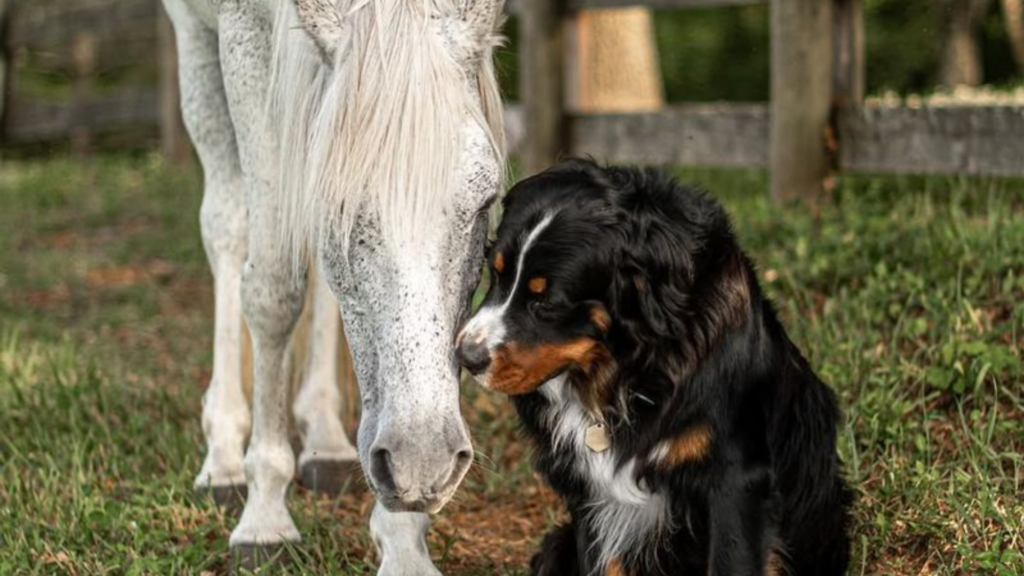 13 Dog Breeds That Make Great Ranch Companions For Horses