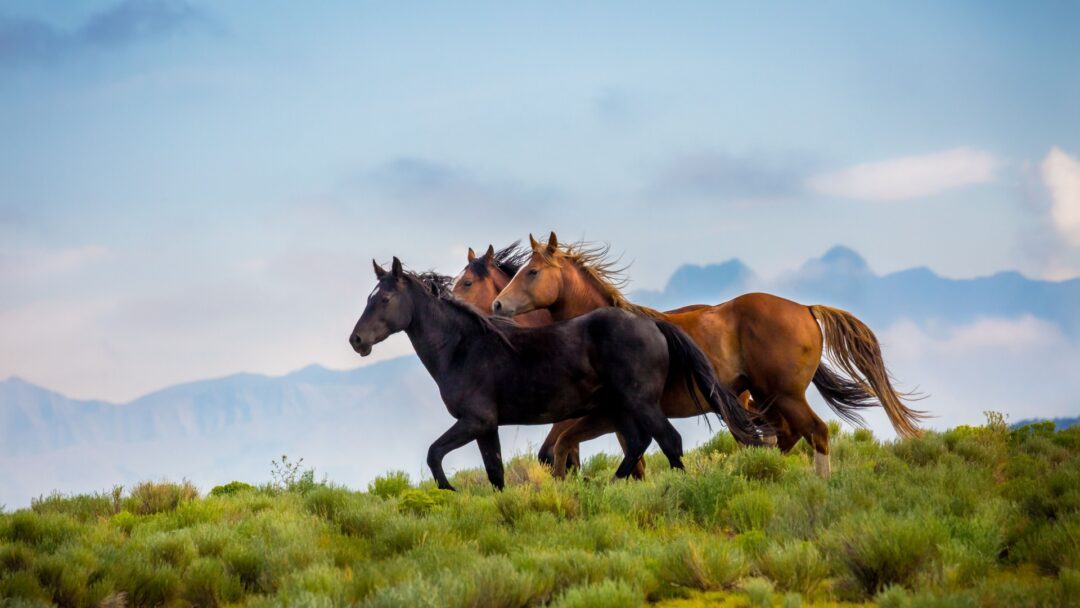 13 Fascinating Facts About The American Mustang You Didn't Know
