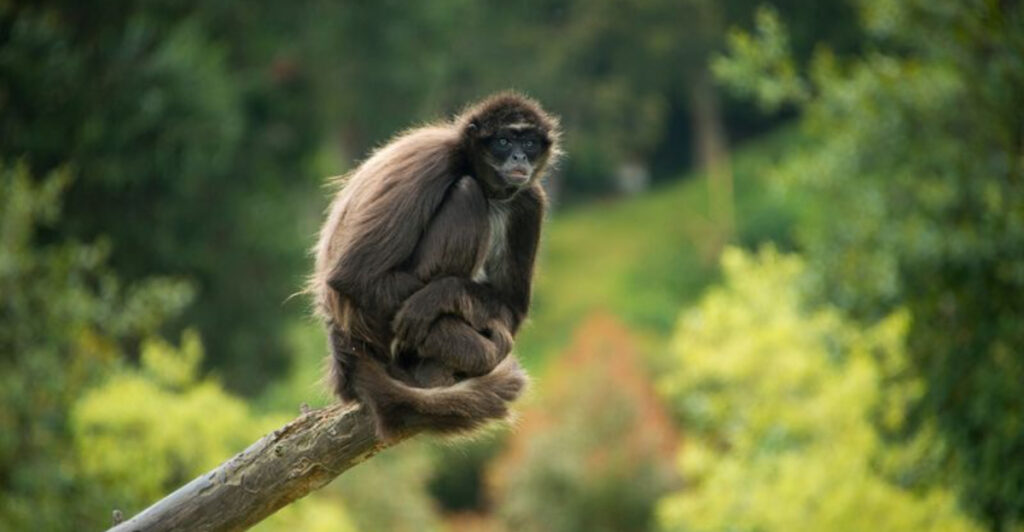 13 Fascinating Facts About The Endangered Brown Spider Monkey