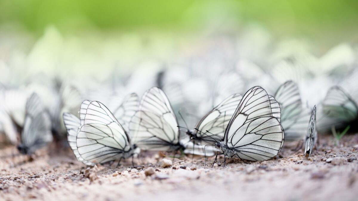 13 Fascinating Facts About White Butterflies And Their Symbolic Meaning