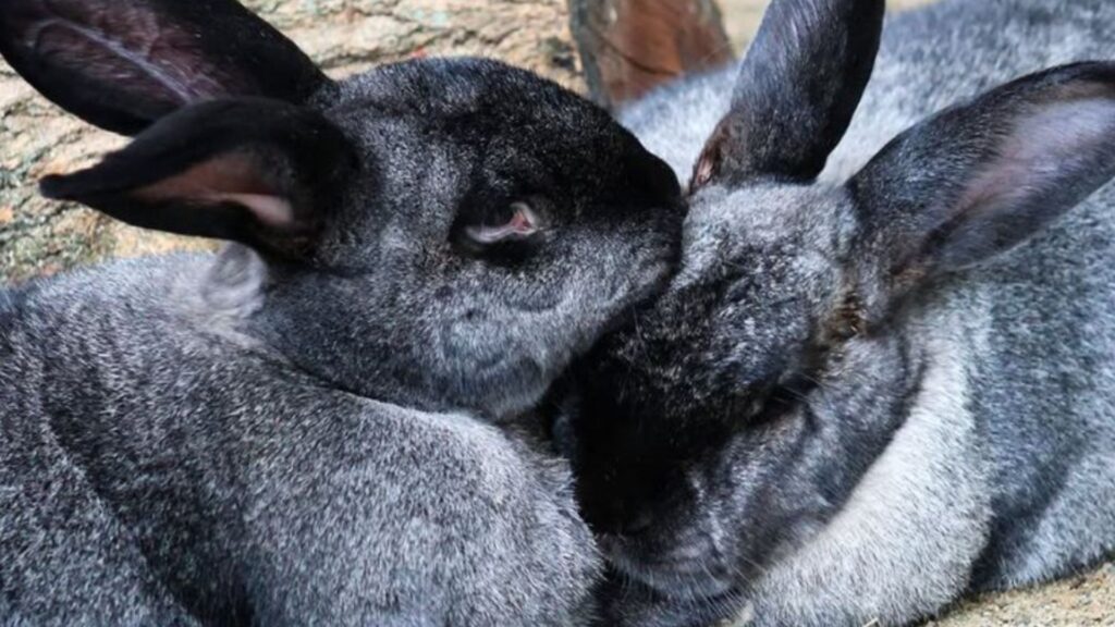 13 Fun Facts About The Flemish Giant: The Gentle Giant Of The Rabbit World