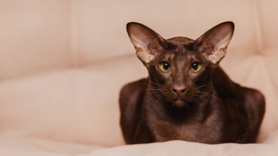 13 Little-Known Facts About Oriental Shorthair Cats