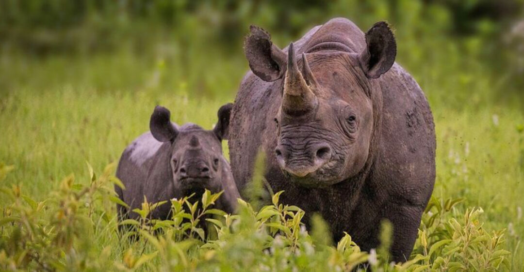 13 Little-Known Facts About Rhinos
