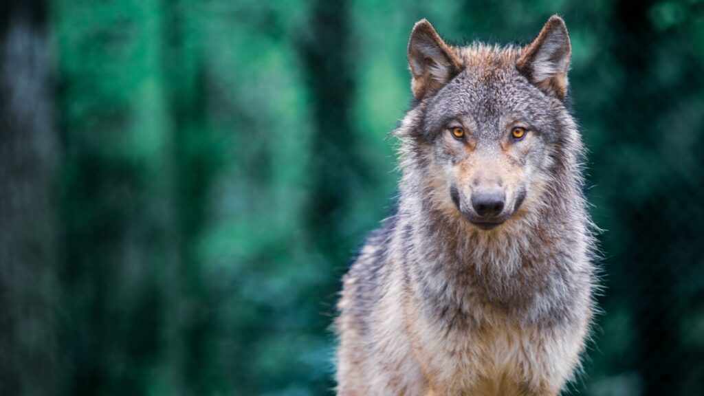 13 Of The World’s Largest Wolves And Where To Find Them