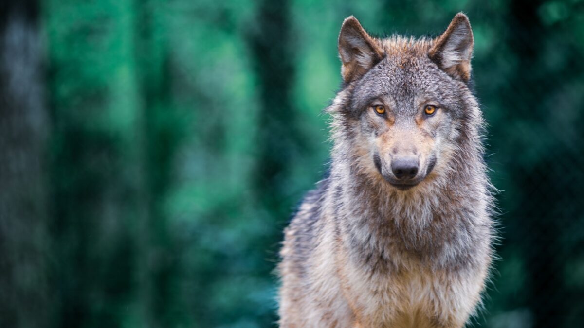 13 Of The World’s Largest Wolves And Where To Find Them