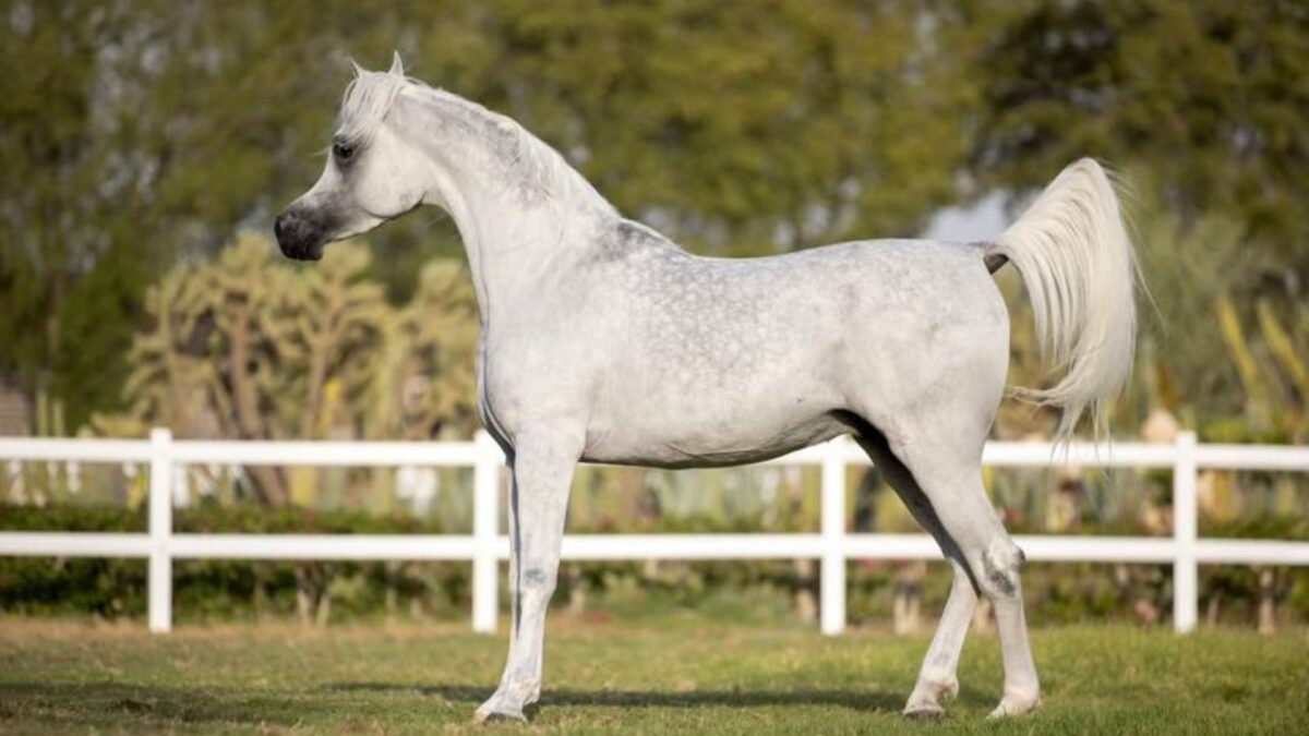 13 Reasons Arabian Horses Are The Supermodels Of The Equine World