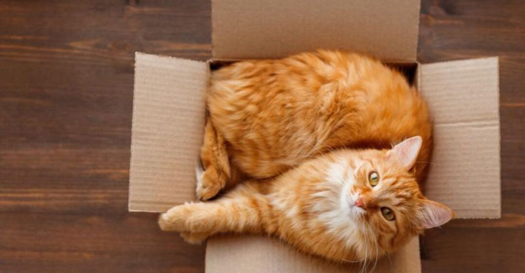 13 Reasons Why Cats Love Boxes, Explained By Experts