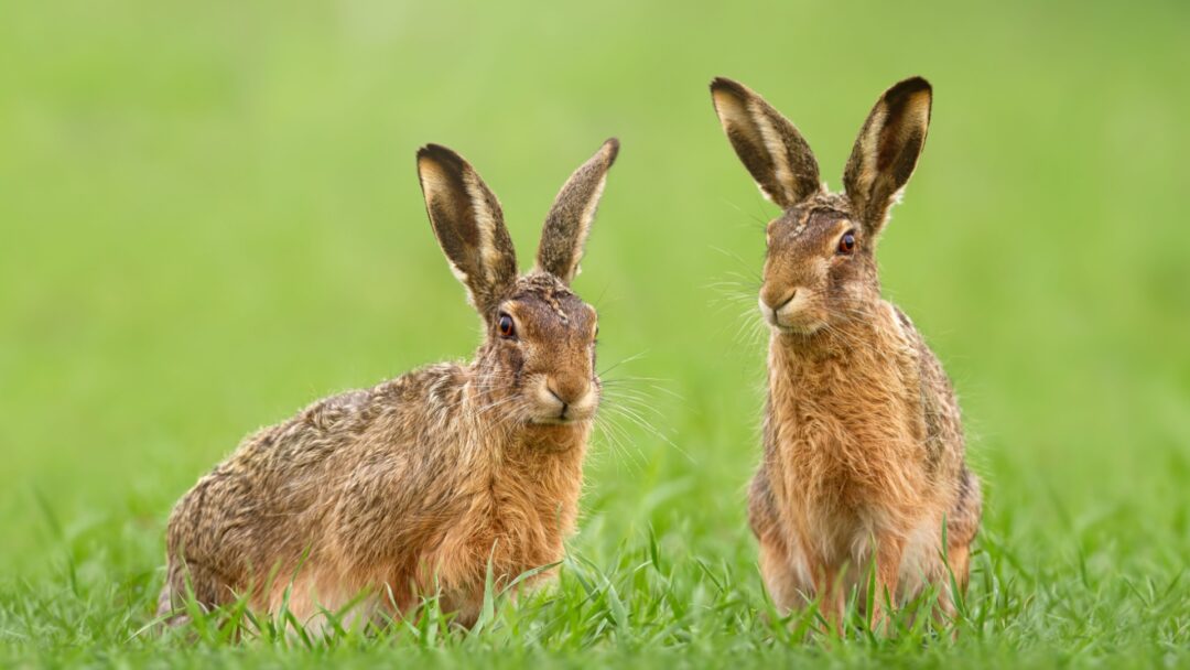 13 Surprising Things You Didn’t Know About Rabbits