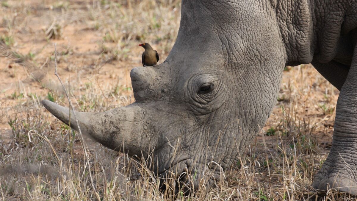 13 Symbiotic Animals That Prove Teamwork Makes The Dream Work