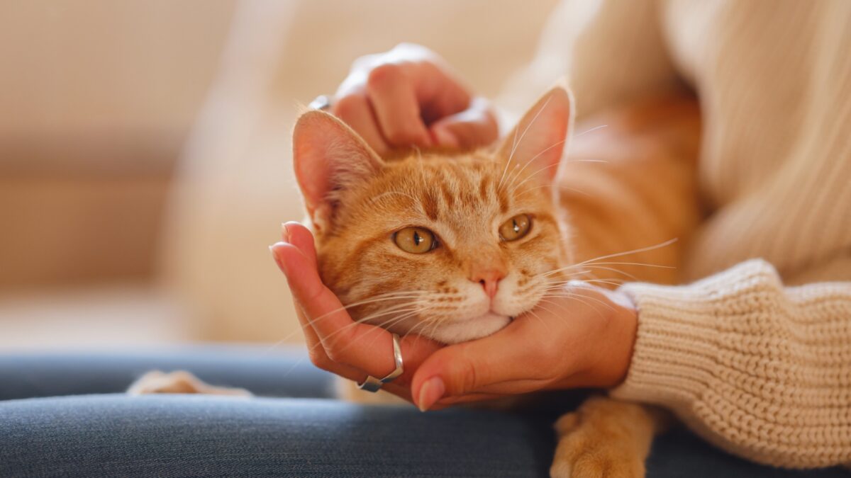 13 Things Being A Cat Person Reveals About You