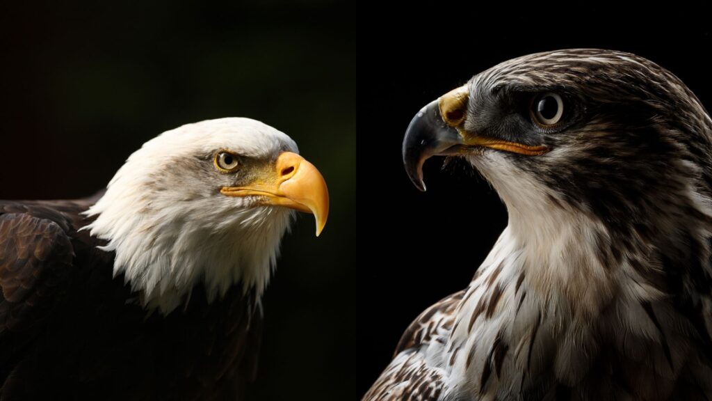 13 Ways To Tell The Difference Between A Hawk And Eagle