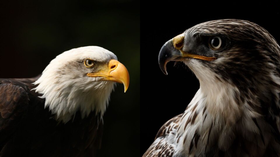 13 Ways To Tell The Difference Between A Hawk And Eagle