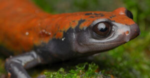 14 Animals That Live Inside Volcanoes