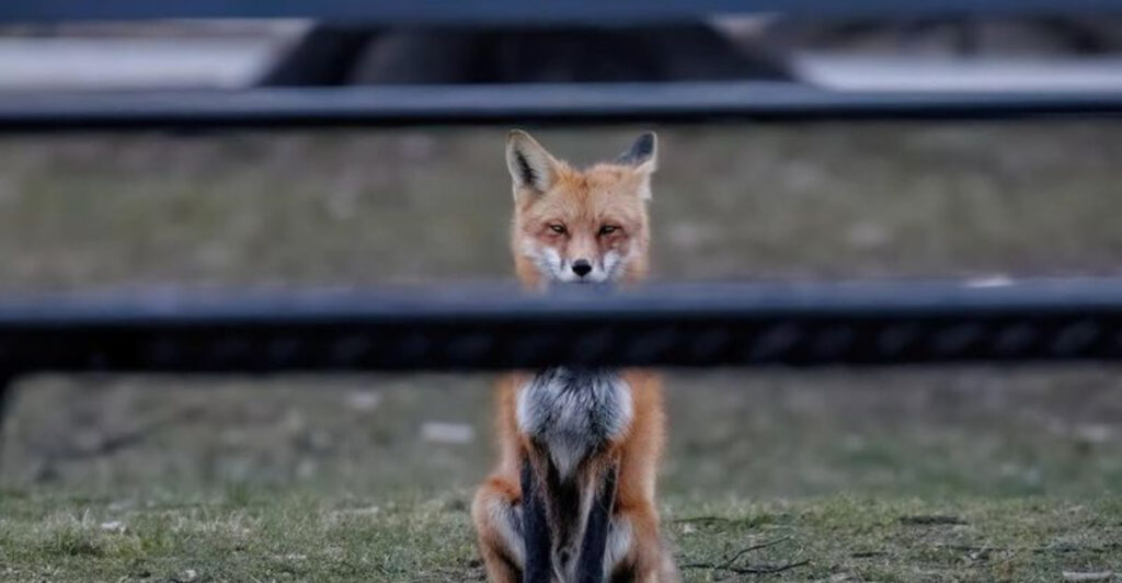 14 Animals That No Longer Fear Humans