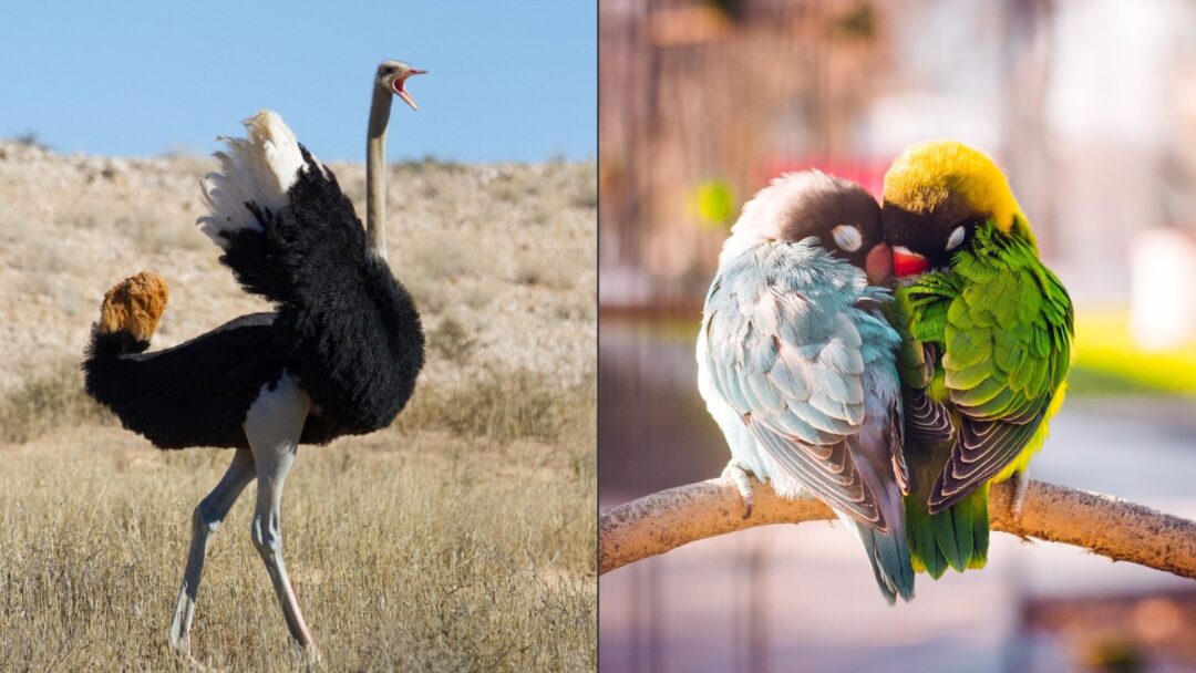 14 Birds That Can Be Aggressive (And 9 That Can Be Naturally Gentle)