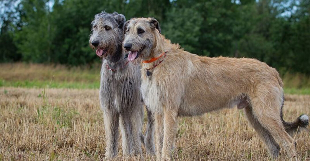 14 Dog Breeds Bigger Than Wolves