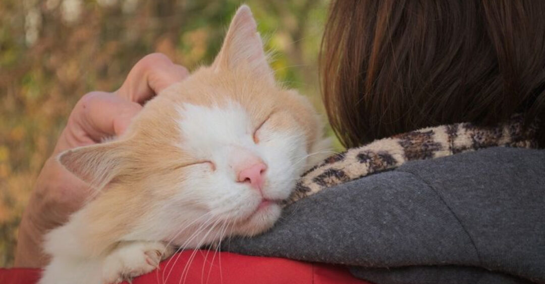 14 Heartfelt Ways Cats Say Goodbye Before Crossing The Rainbow Bridge
