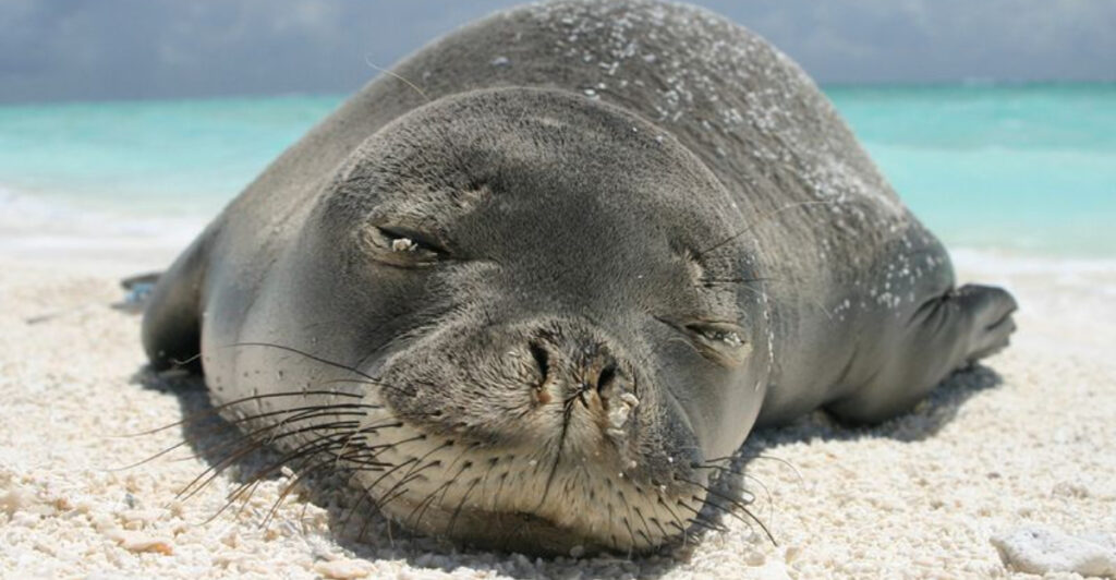 14 Incredible Facts About Hawaiian Monk Seals And Their Fight For Survival