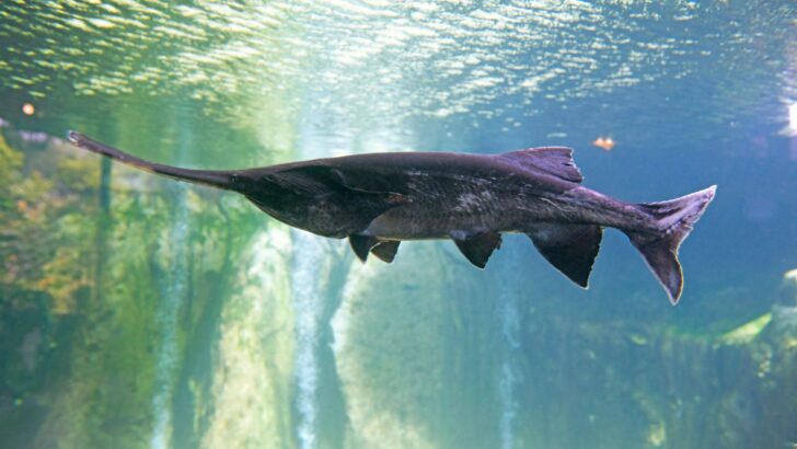 14 Mysterious Creatures Lurking At The Bottom Of Mississippi River