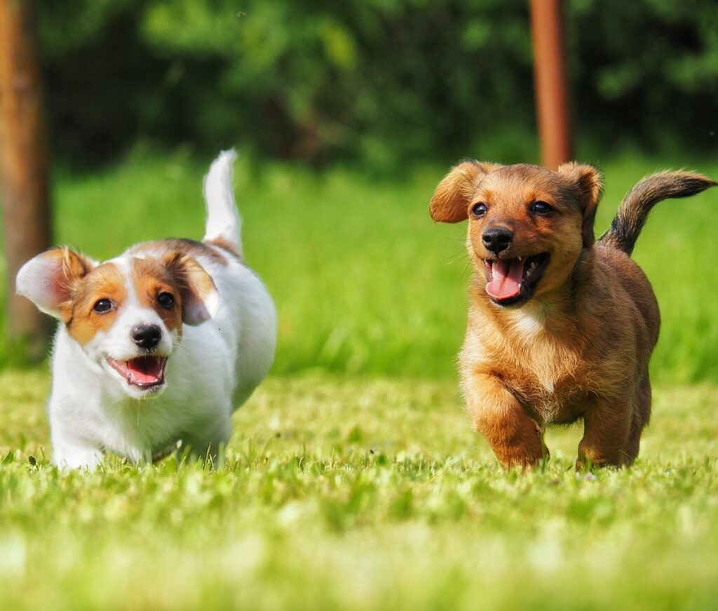 14 Pros And Cons Of Taking Your Dog To A Dog Park