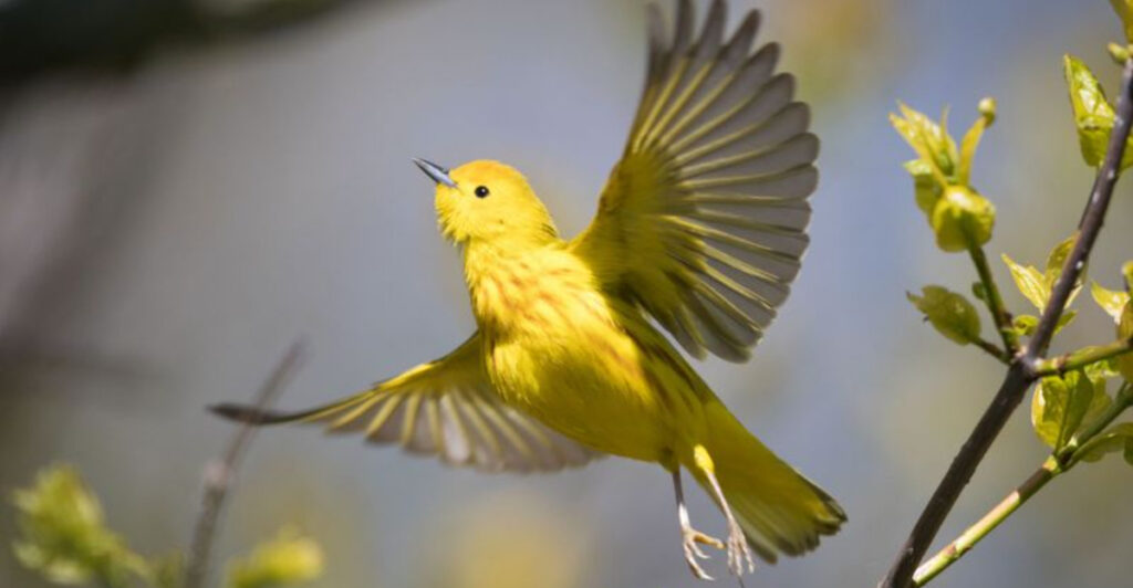 14 Reasons Why Birders Are Obsessed With Warblers