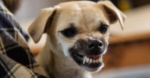 14 Reasons Why Dogs Snap And How To Control It