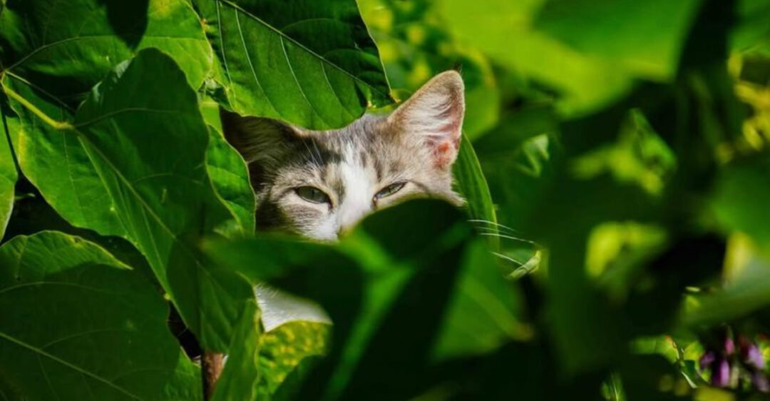 14 Signs An Outdoor Cat Needs Your Help