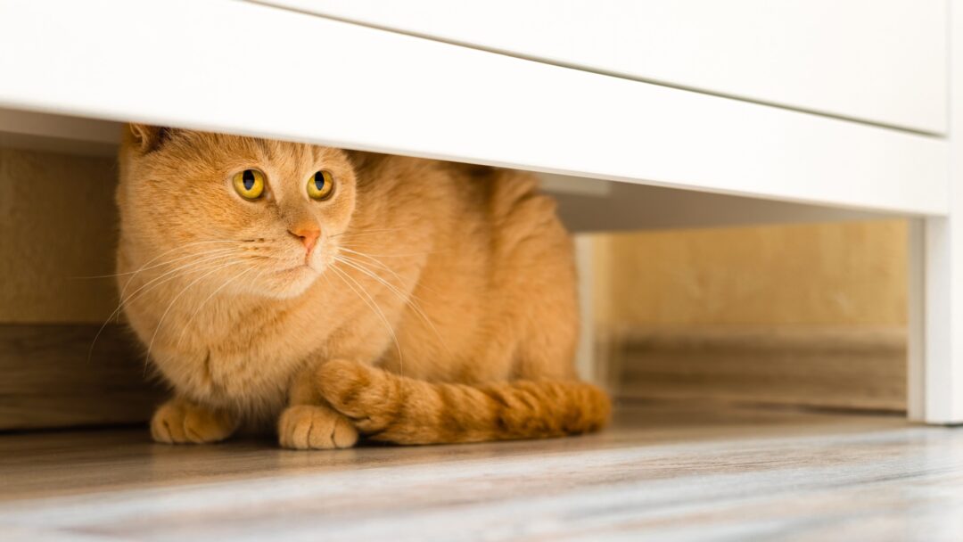 14 Signs Your Cat Struggles With Social Skills (And How To Fix It)