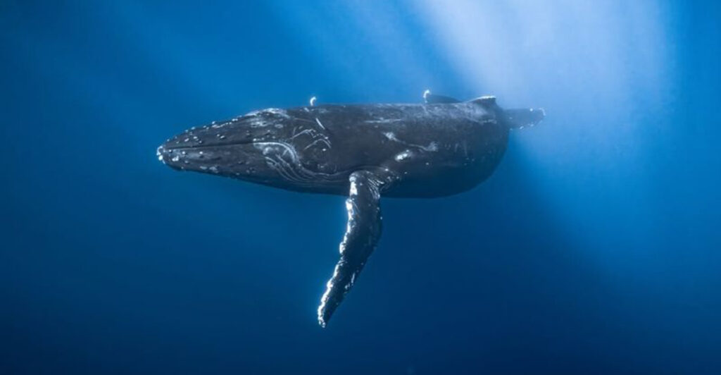 14 Strongest Sea Animals On Earth And Where To Find Them