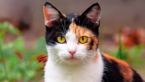14 Unique Fur Patterns Found In Domestic Cats