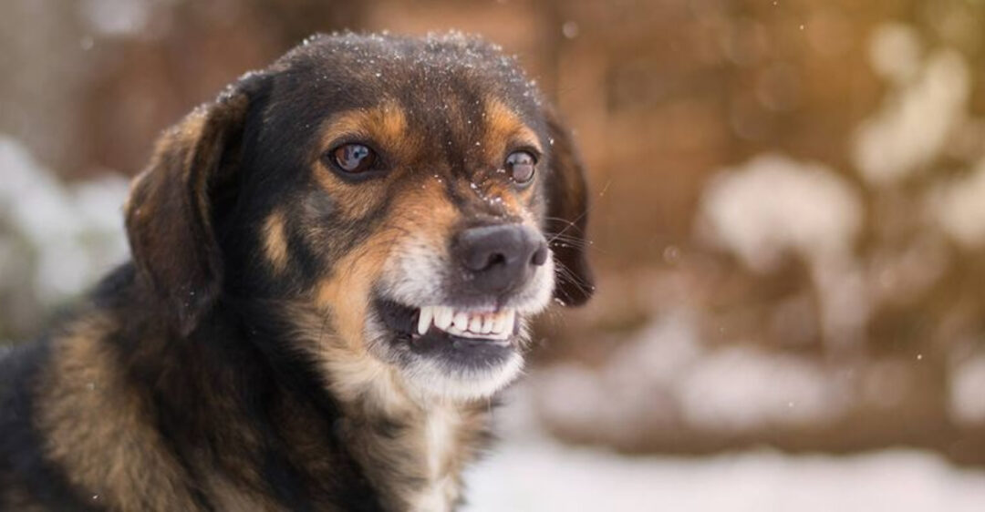 14 Bad Dog Behaviors And How You Can Correct Them