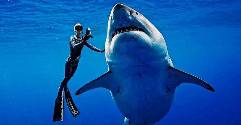 14 Facts About The Largest Great White Shark Ever Spotted In The Atlantic