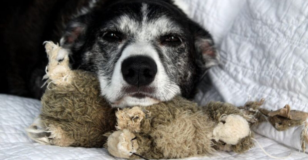 14 Touching Ways Dogs Say Goodbye Before Crossing The Rainbow Bridge