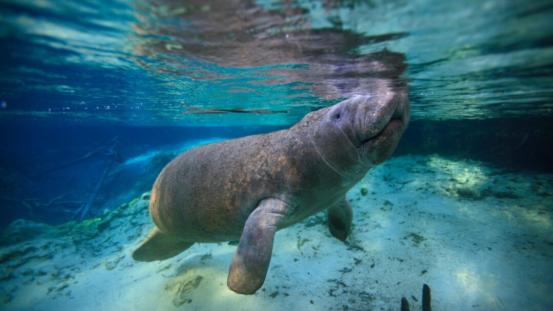 14 Animals That Live Inside Volcanoes