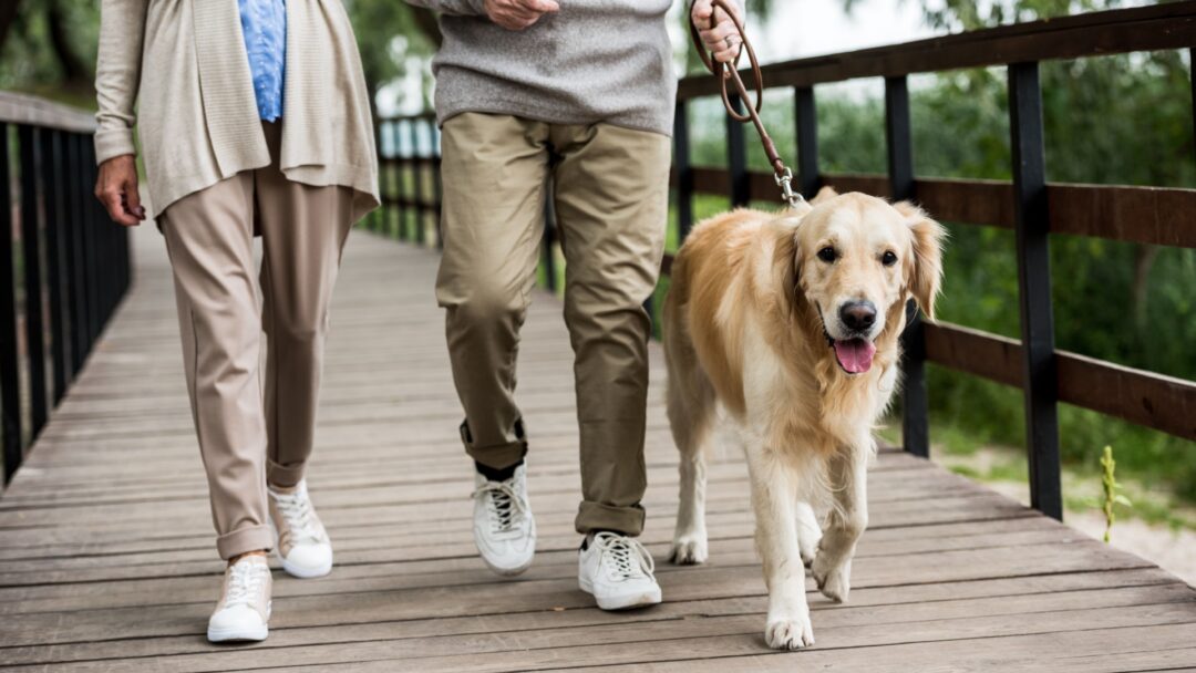 36 Dog Breeds That Are Known For Their Gentle Temperament