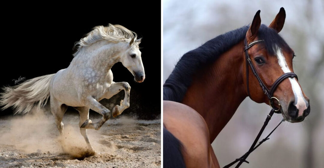 15 Best Horse Breeds For Western Riding (And 8 Horse Breeds That Excel ...