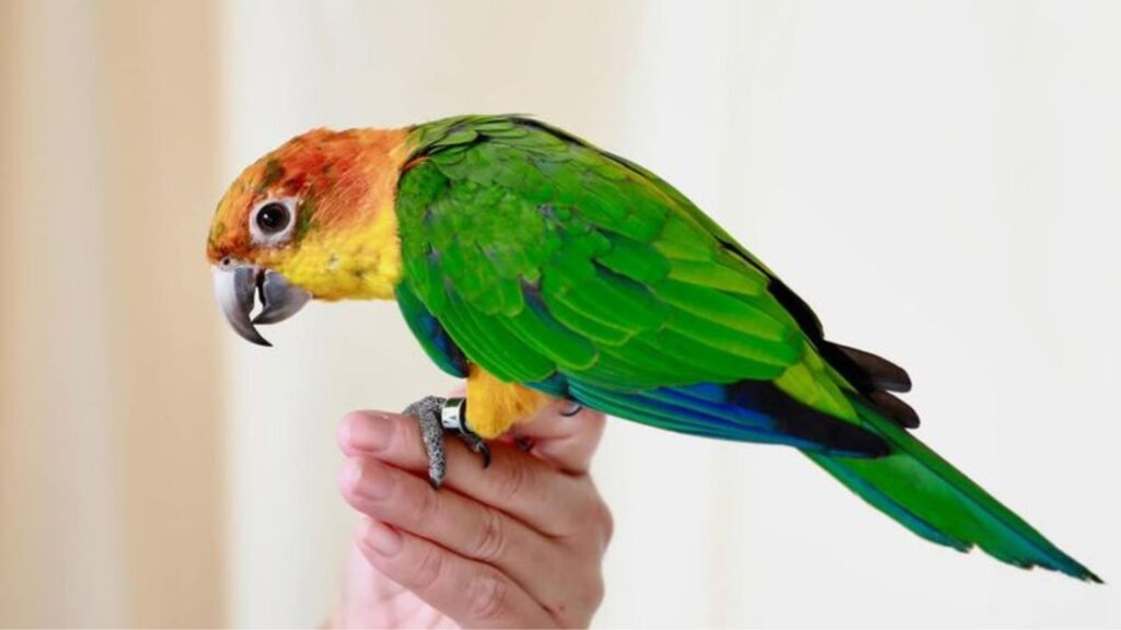 15 Bird Species That Are Too Loud For Indoor Living