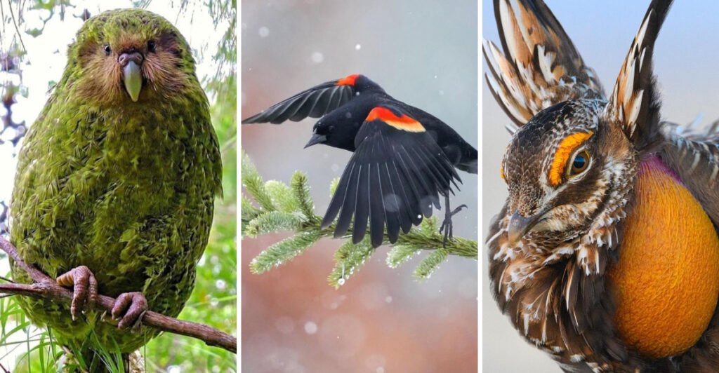 15 Birds That Chirp The Loudest