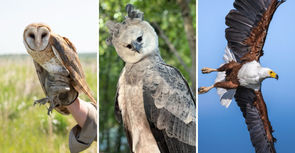 15 Dangerous Birds That Prove Lethal Predators Aren’t Just On The Ground