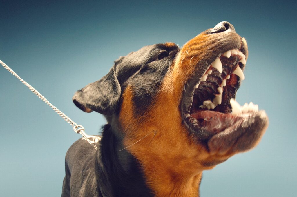 15 Dog Breeds With A History Of Aggression Toward Owners (According To ...