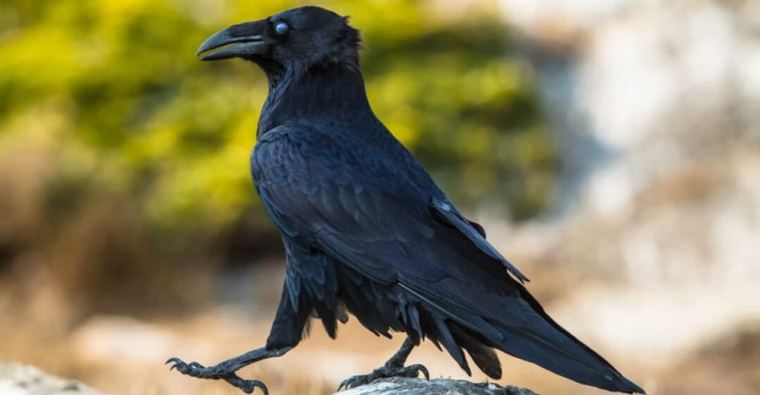 15 Effective Methods To Attract Ravens To Your Yard