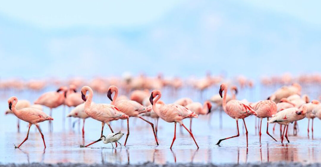 15 Incredible Animals That Travel In Groups