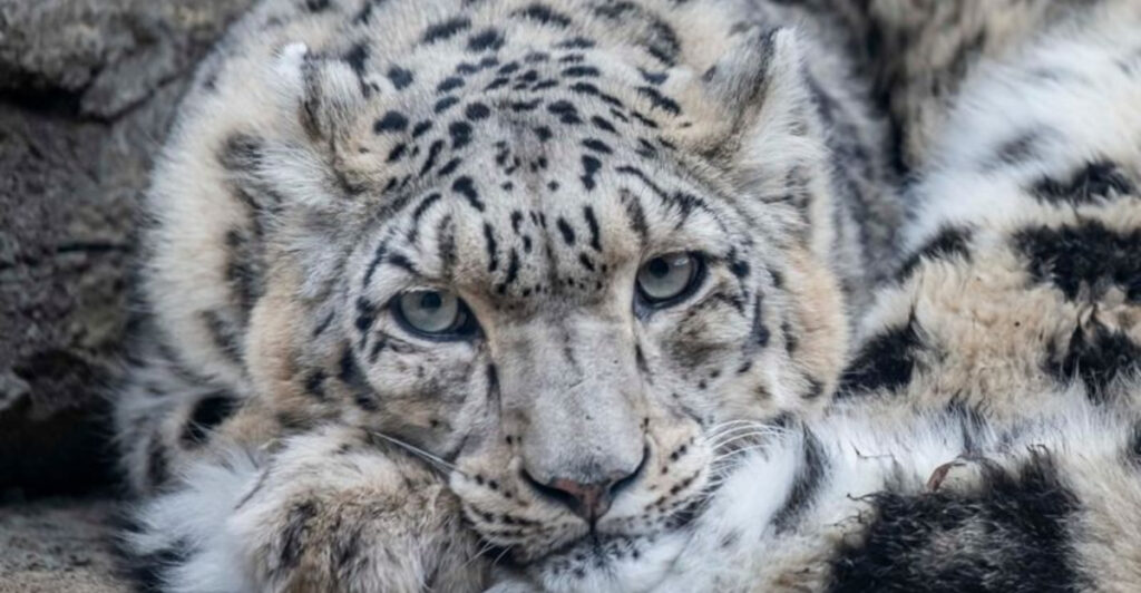 15 Independent Animals That Travel And Live Alone